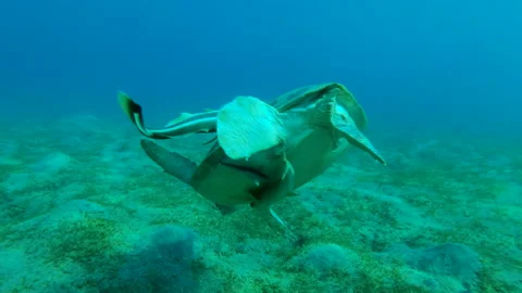 Back view of Green Sea Turtle with Remor... | Stock Video | Pond5