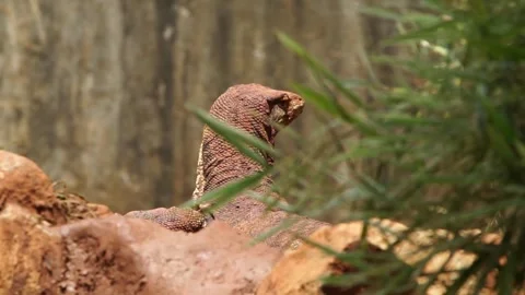 Back view of lace monitor lizard sunbath... | Stock Video | Pond5