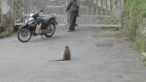 Back View Of Long-tailed Macaque Sitting... | Stock Video | Pond5
