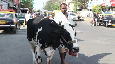 Back view of a man leading a cow on a le... | Stock Video | Pond5