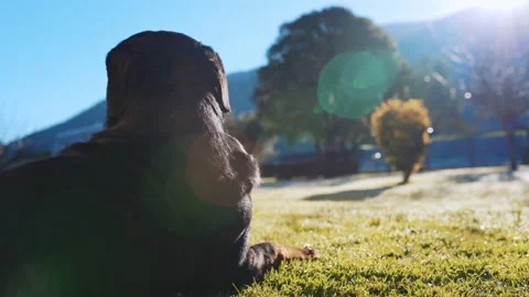 Back view shot of fluffy Rottweiler dog ... | Stock Video | Pond5