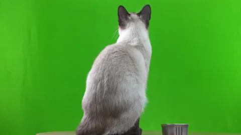 Back view of Siamese cat sitting. Green ... | Stock Video | Pond5