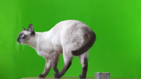 Back view of Siamese cat sitting and str... | Stock Video | Pond5