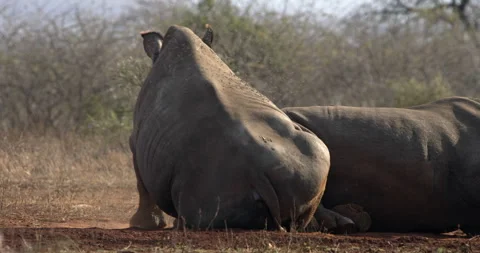 A back view of a white rhino sitting and... | Stock Video | Pond5