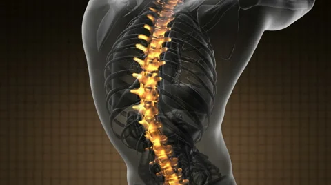 backbone. backache. science anatomy scan... | Stock Video | Pond5