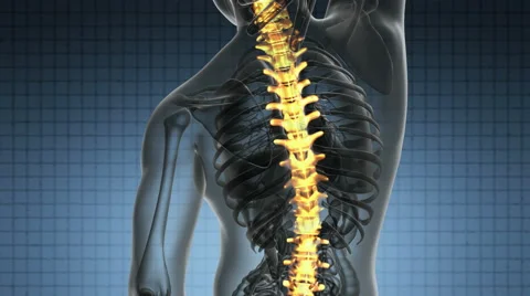 backbone. backache. science anatomy scan... | Stock Video | Pond5