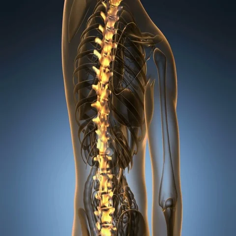 backbone. backache. science anatomy scan... | Stock Video | Pond5