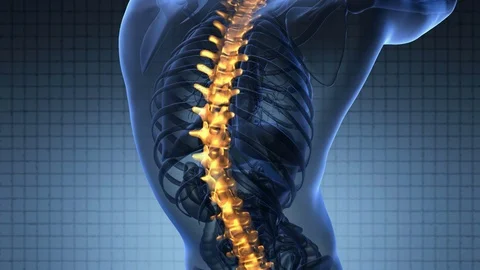 backbone. backache. science anatomy scan... | Stock Video | Pond5