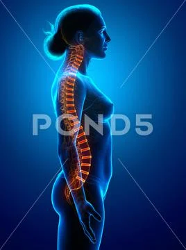 Backbone intervertebral disc anatomy Illustration #134645748