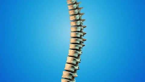 Backbone, Spine human Spinal Lateral vie... | Stock Video | Pond5