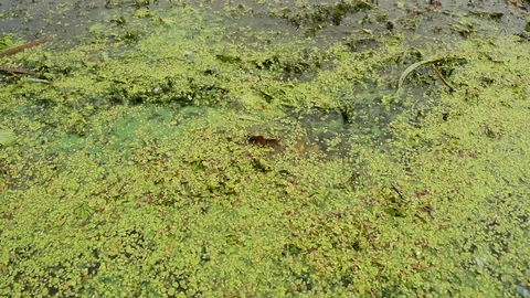 Background of dirty water with greenery | Stock Video | Pond5