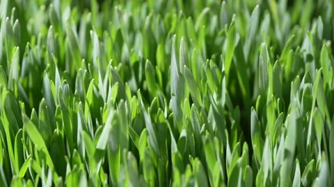 Background of green germinated wheat gra... | Stock Video | Pond5