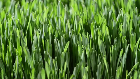 Background of green germinated wheat gra... | Stock Video | Pond5