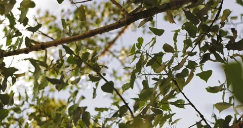 Background Green Leaves Of A Tree Waving... | Stock Video | Pond5