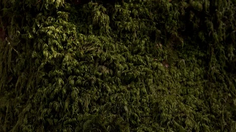Background of green moss abstract wallpa... | Stock Video | Pond5