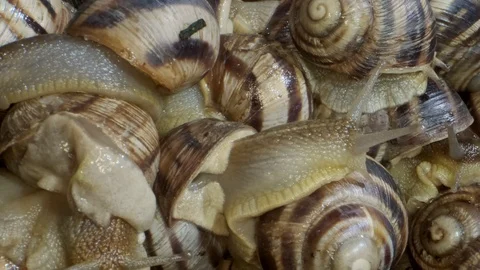 Super Live View Stock Videos – Royalty-Free HD & 4K Videos