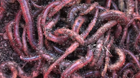 Worm Texture Stock Video Footage | Royalty Free Worm Texture Videos | Pond5