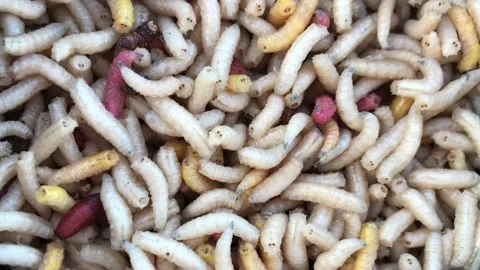 Worm Texture Stock Video Footage | Royalty Free Worm Texture Videos | Pond5