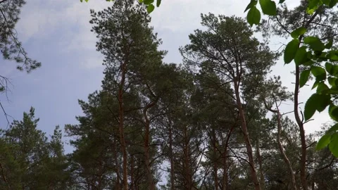 Forest Theme Background Stock Videos – Royalty-Free HD & 4K Videos