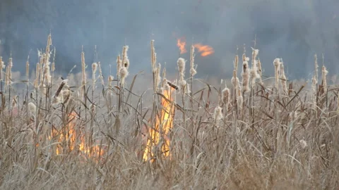 Forest Wildfires Background Stock Videos – Royalty-Free HD & 4K Videos ...