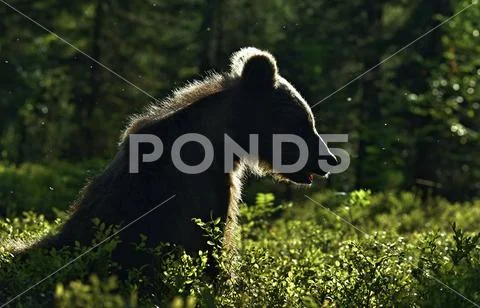 Brown bear back Images - Search Images on Everypixel