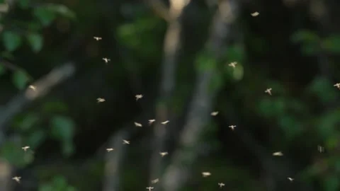 Mosquito Swarm Stock Videos – Royalty-Free HD & 4K Videos