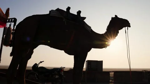 backlit view of isolated pet camel at wh... | Stock Video | Pond5