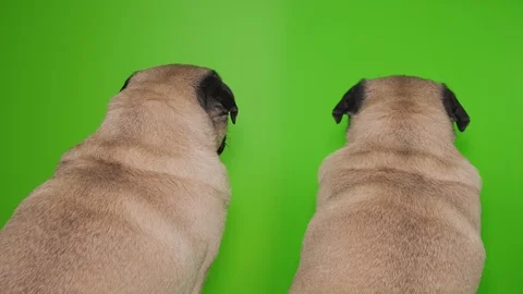 Backside, back view of dog pug looking, ... | Stock Video | Pond5