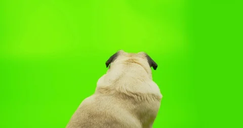 Backside, back view of dog pug looking t... | Stock Video | Pond5