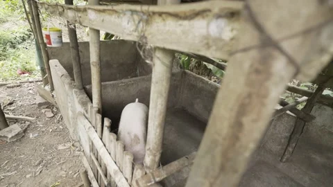 Backyard piggery or pig farm in Rizal pr... | Stock Video | Pond5