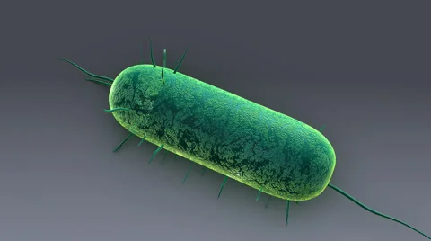 Bacteria Anatomy 3d animation | Stock Video | Pond5