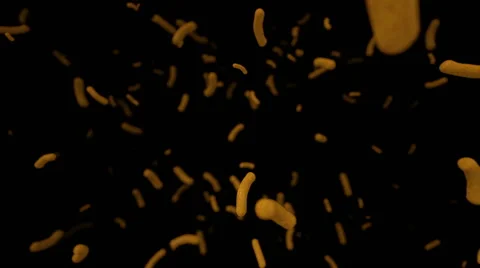 bacteria cells | Stock Video | Pond5