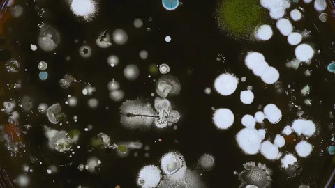 Bacteria Growth Stock Footage ~ Royalty Free Stock Videos | Pond5