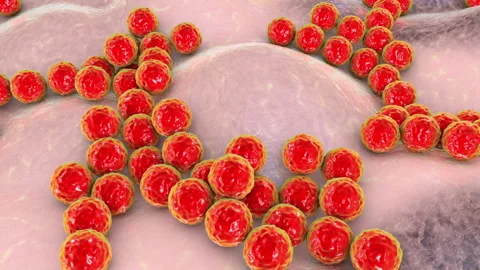 Staphylococcus Aureus Stock Videos – Royalty-Free HD & 4K Videos | Pond5