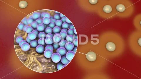 Bacteria Staphylococcus aureus, 3D illustration Illustration #221995820