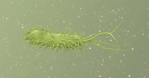 Bacteria Under The Microscope. Prokaryot... | Stock Video | Pond5