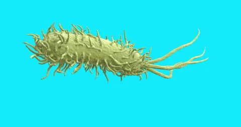 Bacteria Under The Microscope. Prokaryot... | Stock Video | Pond5