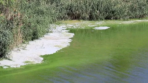 bacterial infection on the surface of a ... | Stock Video | Pond5