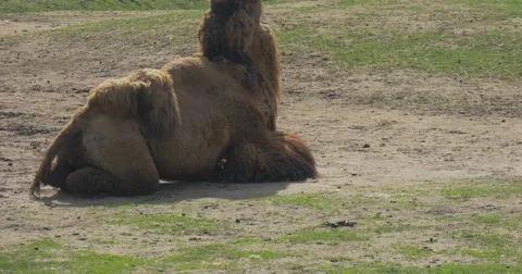 Bactrian Camel Gets up Leaned to His Kne... | Stock Video | Pond5
