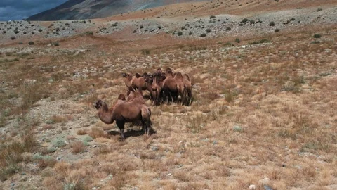 Bactrian Camel Desert Stock Videos – Royalty-Free HD & 4K Videos