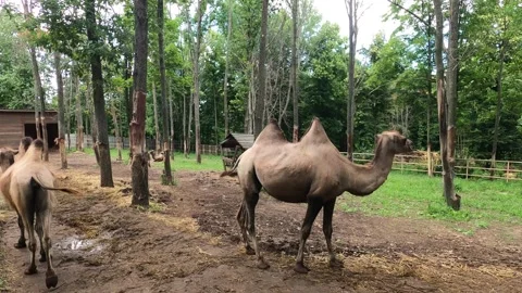 Bactrian Camels. Camelus bactrianus, | Stock Video | Pond5