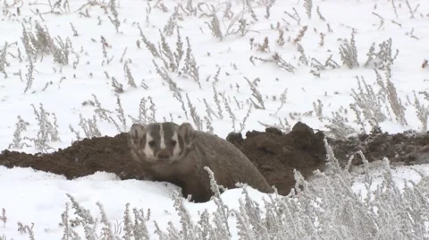 Badger State Stock Video Footage | Royalty Free Badger State Videos | Pond5