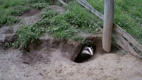 Badger at badger cave by day | Stock Video | Pond5