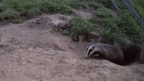 Badger at badger cave by day | Stock Video | Pond5