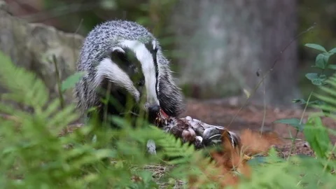 Angry Badger Stock Video Footage | Royalty Free Angry Badger Videos | Pond5