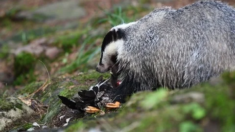 Angry Badger Stock Video Footage | Royalty Free Angry Badger Videos | Pond5