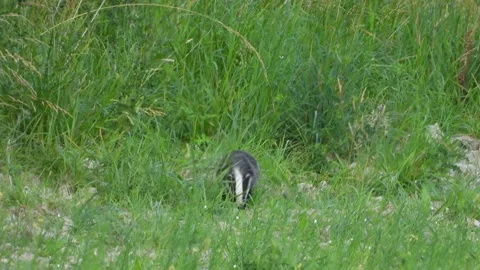 Badger. A European Badger in daylight (... | Stock Video | Pond5