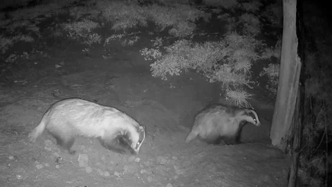Badger expands its earth cave by digging... | Stock Video | Pond5
