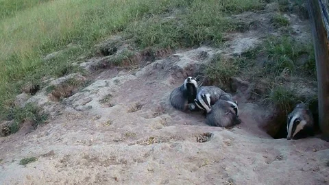 Badger family at badger cave by day, beh... | Stock Video | Pond5