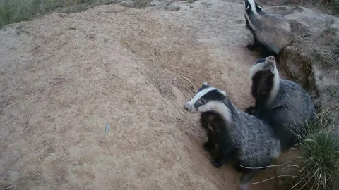 Badger family at badger cave by day, beh... | Stock Video | Pond5
